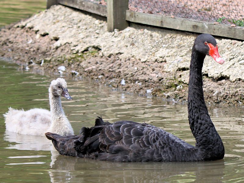 IDENTIFY BLACK SWAN - WWT SLIMBRIDGE