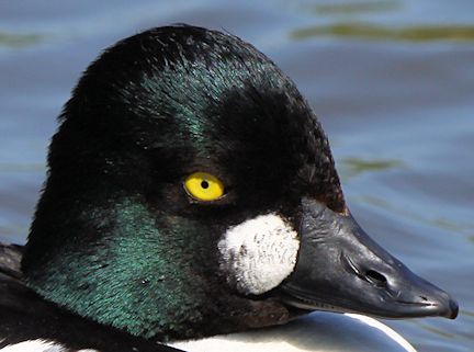 SEA DUCK IDENTIFICATION - WWT SLIMBRIDGE
