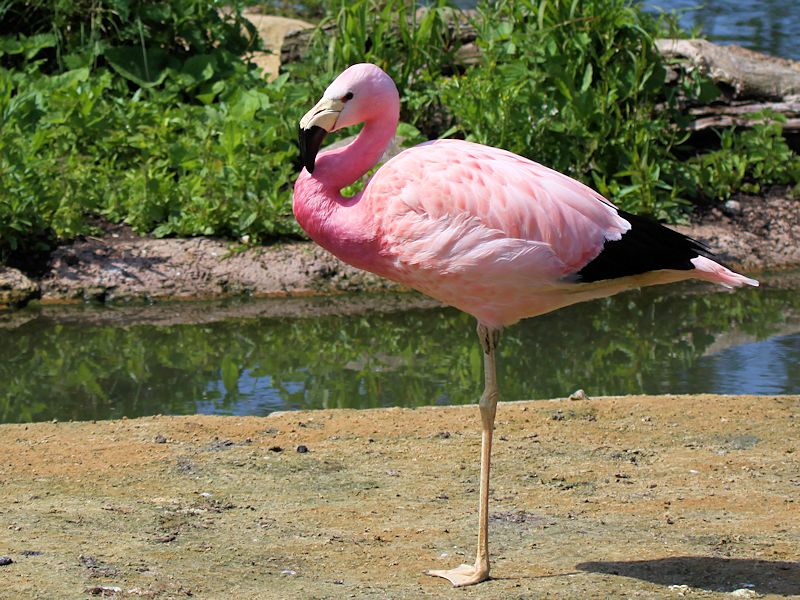 IDENTIFY ANDEAN FLAMINGO - WWT SLIMBRIDGE