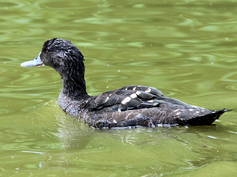 IDENTIFY AFRICAN BLACK DUCK - WWT SLIMBRIDGE