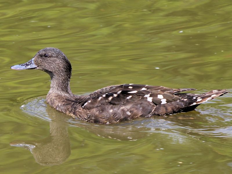 IDENTIFY AFRICAN BLACK DUCK - WWT SLIMBRIDGE