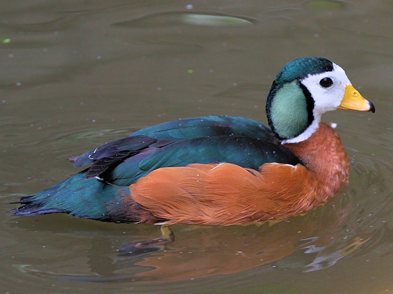 IDENTIFY AFRICAN PYGMY GOOSE - WWT SLIMBRIDGE