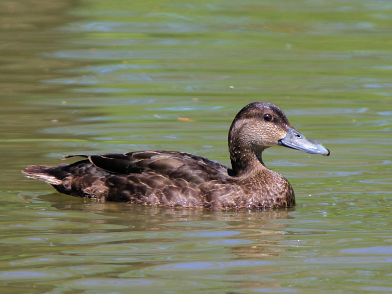 IDENTIFY AMERICAN BLACK DUCK - WWT SLIMBRIDGE