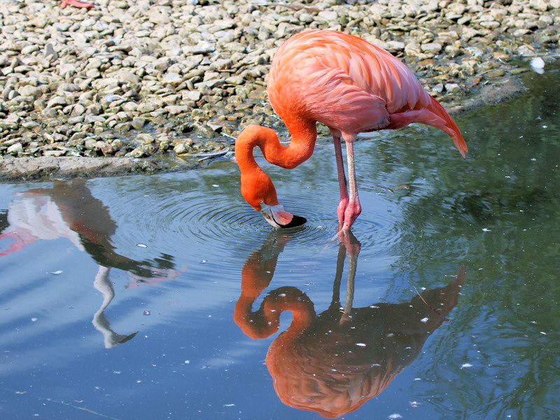 FLAMINGO IDENTIFICATION - WWT SLIMBRIDGE