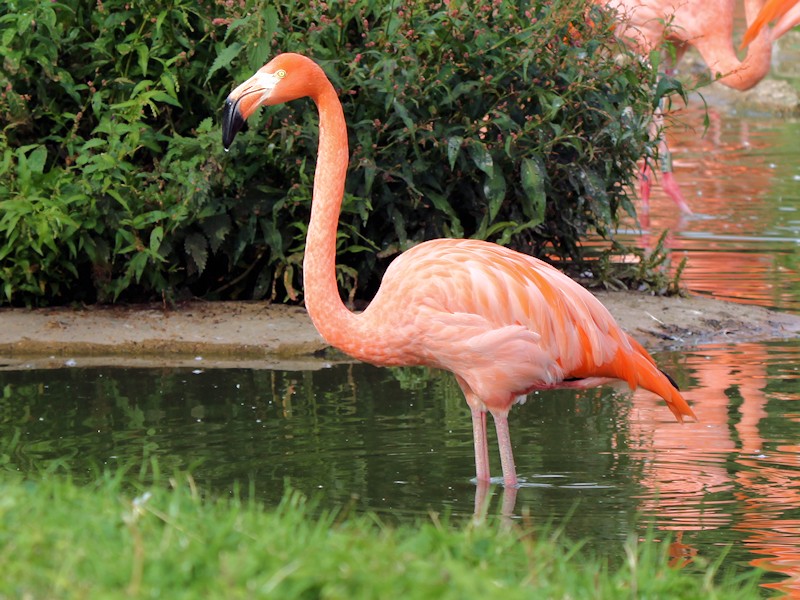 IDENTIFY AMERICAN FLAMINGO - WWT SLIMBRIDGE
