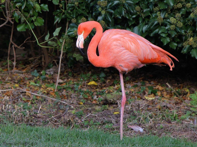 TYPES OF FLAMINGO SPECIES - WWT SLIMBRIDGE