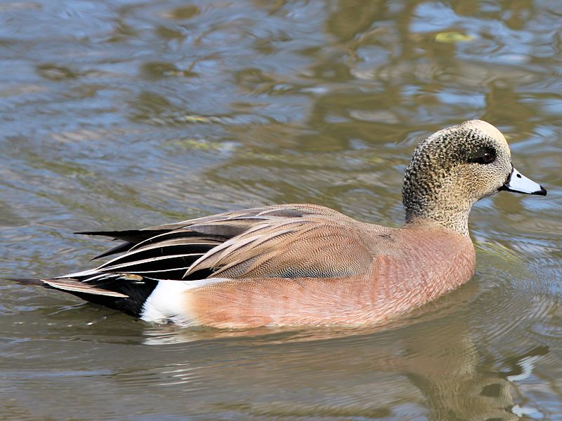 IDENTIFY AMERICAN WIGEON - WWT SLIMBRIDGE