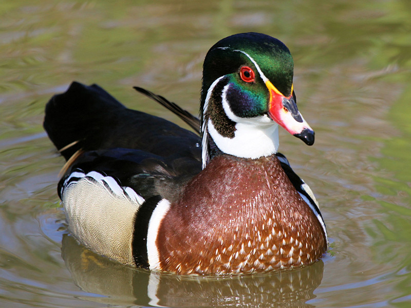 IDENTIFY AMERICAN WOOD DUCK - WWT SLIMBRIDGE