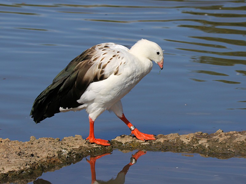 IDENTIFY ANDEAN GOOSE - WWT SLIMBRIDGE