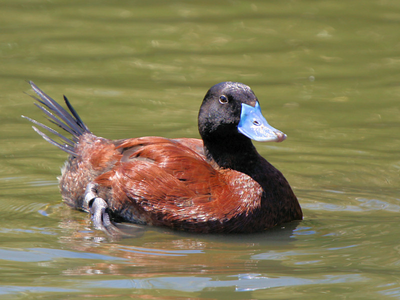 IDENTIFY ARGENTINIAN RUDDY DUCK - WWT SLIMBRIDGE