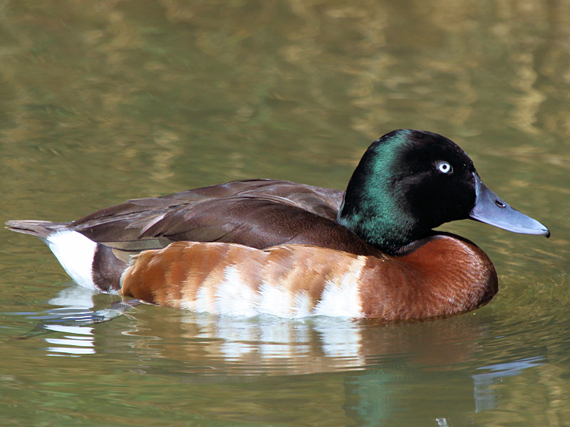 IDENTIFY BAER'S POCHARD - WWT SLIMBRIDGE
