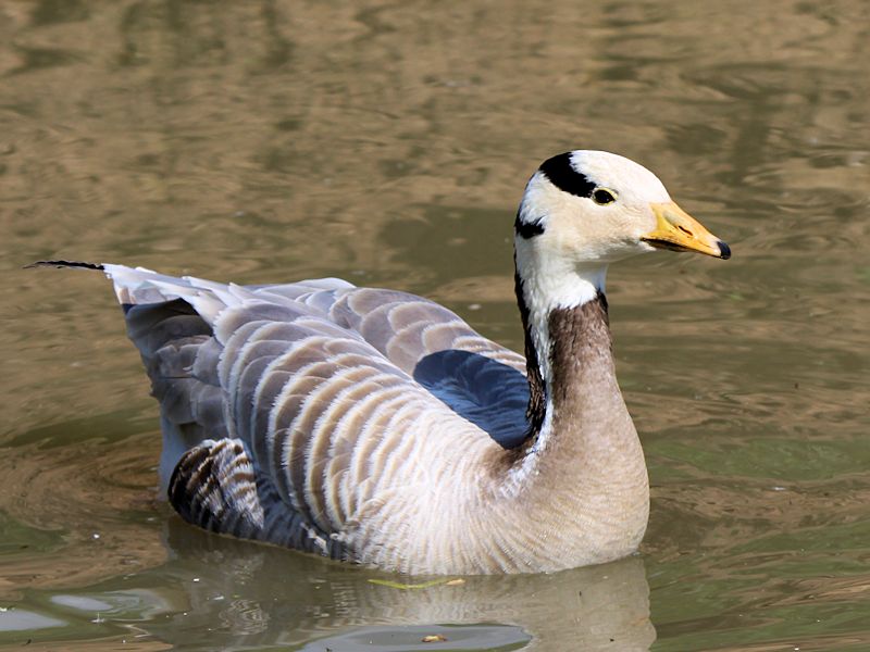 IDENTIFY BAR-HEADED GOOSE - WWT SLIMBRIDGE