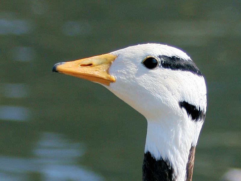 IDENTIFY BAR-HEADED GOOSE - WWT SLIMBRIDGE