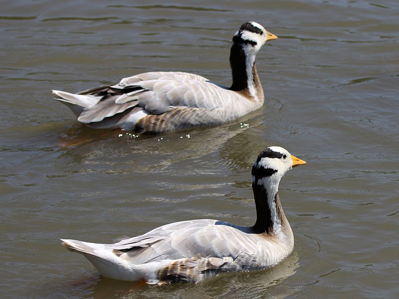 IDENTIFY BAR-HEADED GOOSE - WWT SLIMBRIDGE