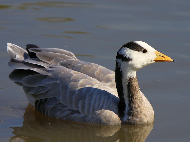 IDENTIFY BAR-HEADED GOOSE - WWT SLIMBRIDGE