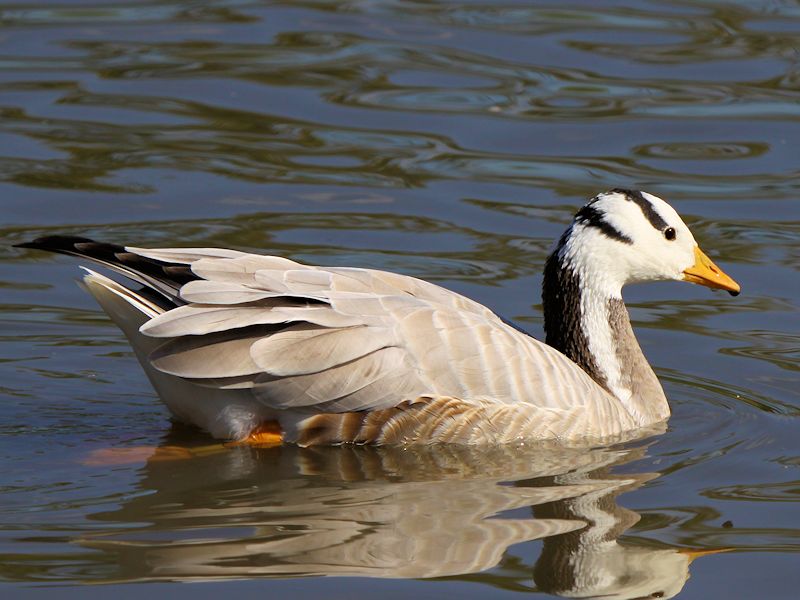 IDENTIFY BAR-HEADED GOOSE - WWT SLIMBRIDGE