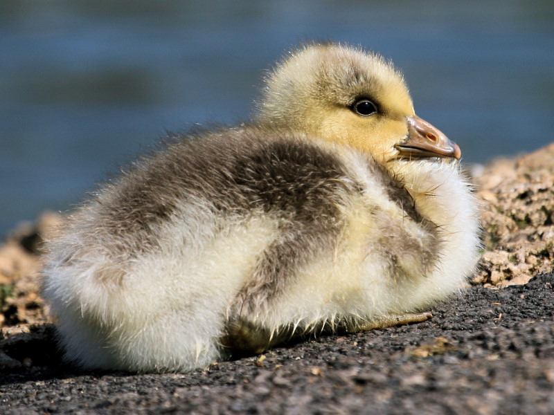 IDENTIFY BAR-HEADED GOOSE - WWT SLIMBRIDGE