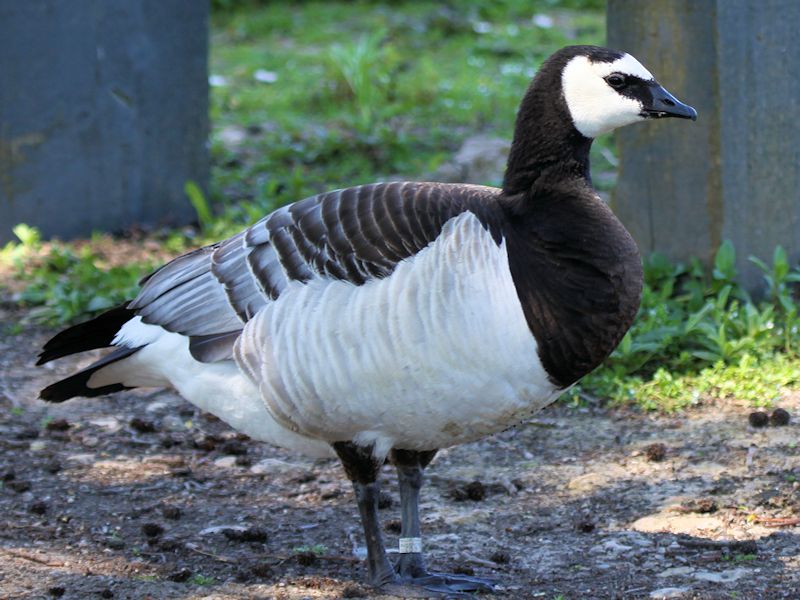 IDENTIFY BARNACLE GOOSE - WWT SLIMBRIDGE