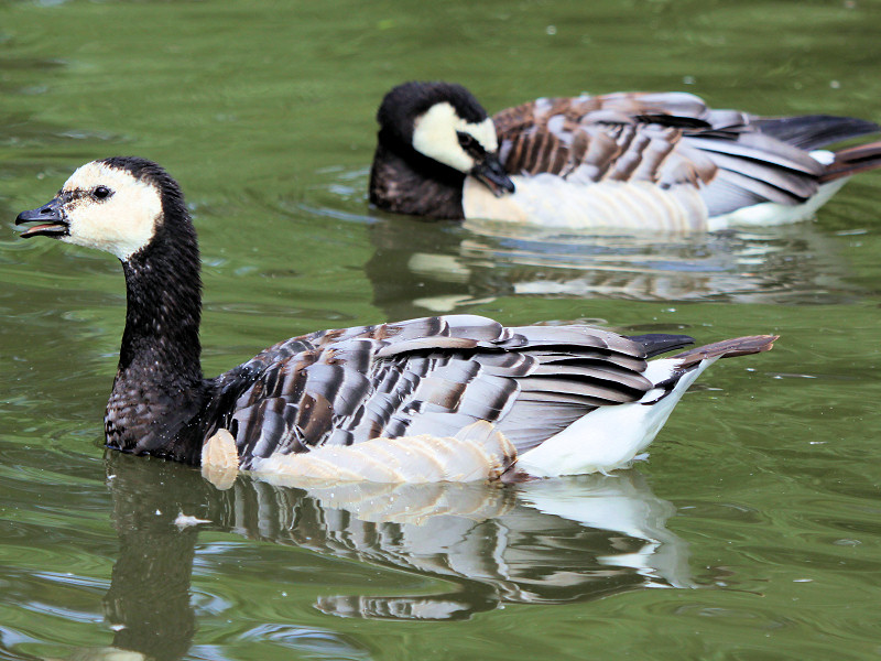 IDENTIFY BARNACLE GOOSE - WWT SLIMBRIDGE