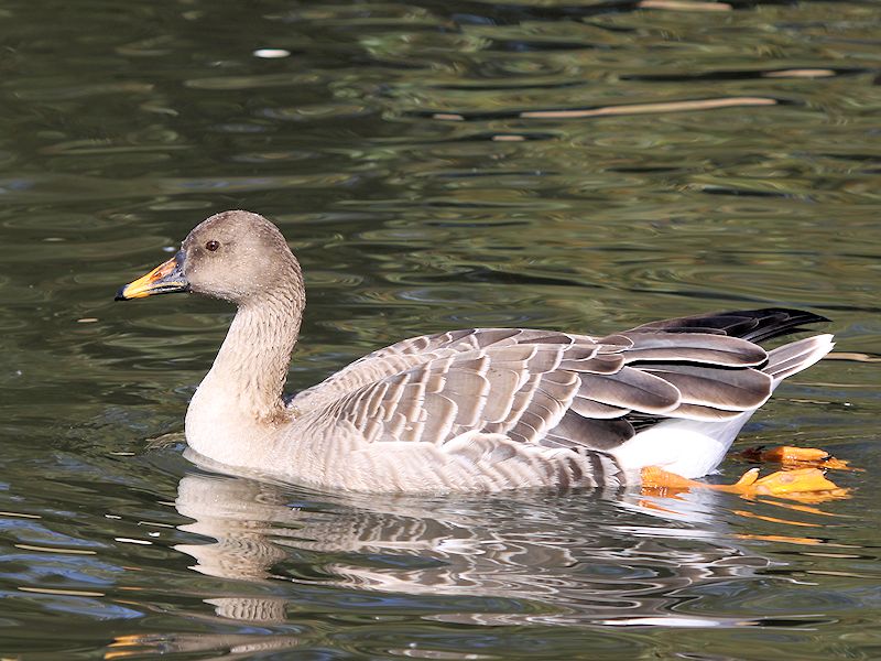IDENTIFY BEAN GOOSE - WWT SLIMBRIDGE