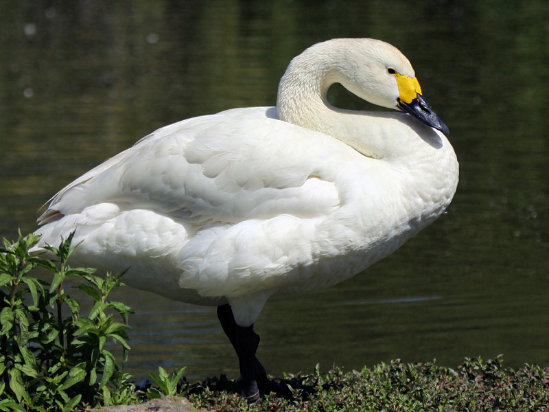 IDENTIFY BEWICK'S SWAN - WWT SLIMBRIDGE