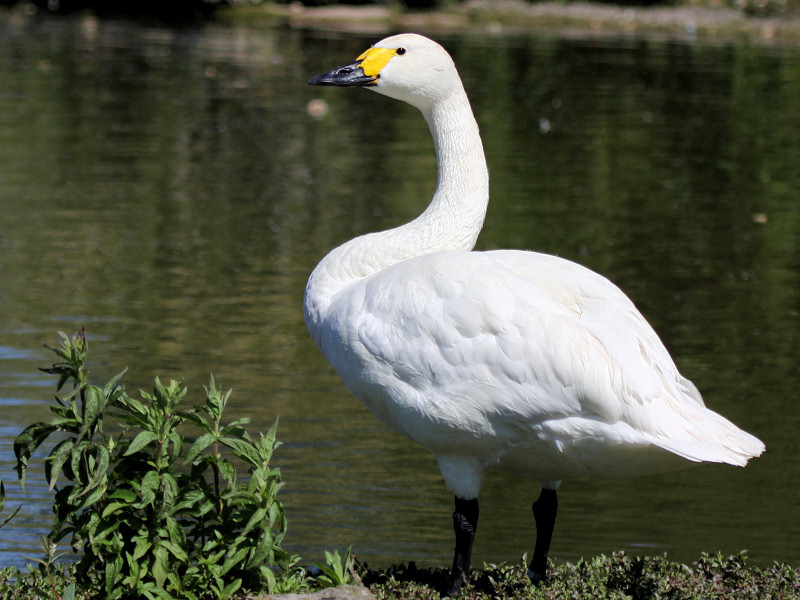 IDENTIFY BEWICK'S SWAN - WWT SLIMBRIDGE