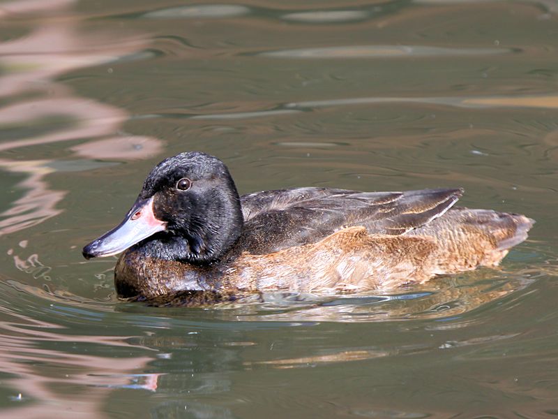 IDENTIFY BLACK-HEADED DUCK - WWT SLIMBRIDGE