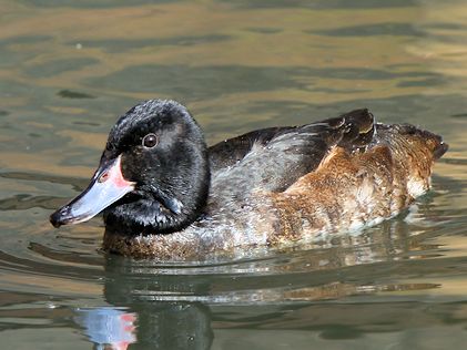 BLACK-HEADED DUCK - WWT SLIMBRIDGE