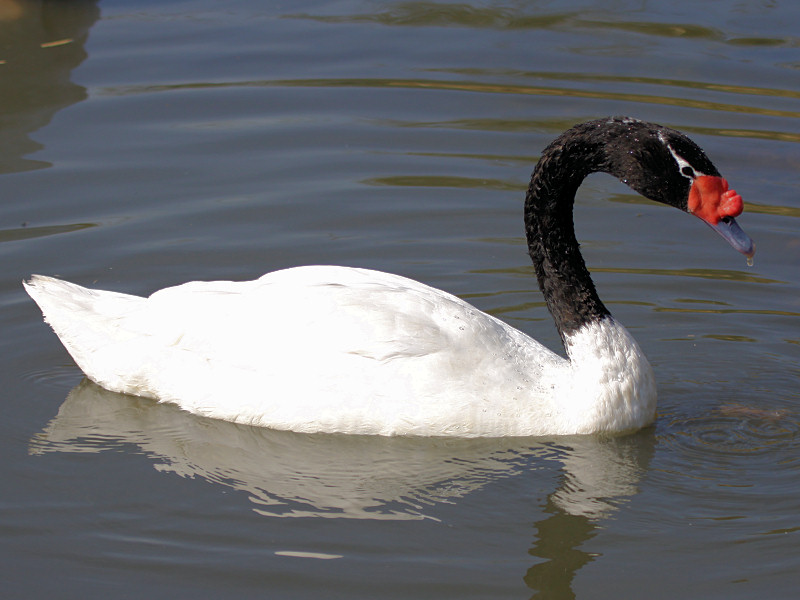 BLACK-NECKED SWAN - WWT SLIMBRIDGE