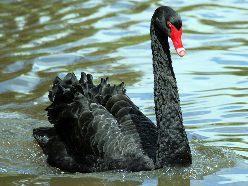 TYPES OF SWAN SPECIES - WWT SLIMBRIDGE