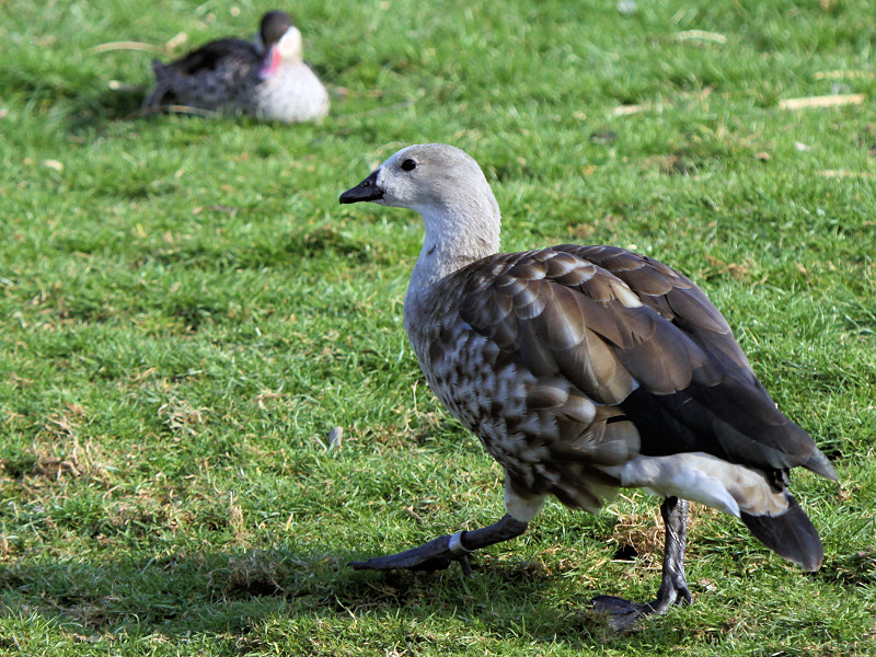 IDENTIFY BLUE-WINGED GOOSE - WWT SLIMBRIDGE