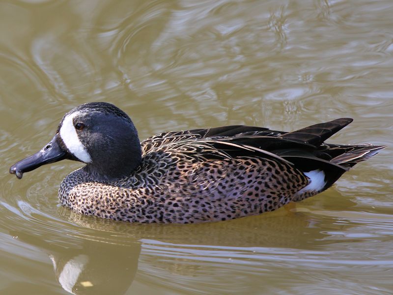 DABBLING DUCK IDENTIFICATION - WWT SLIMBRIDGE