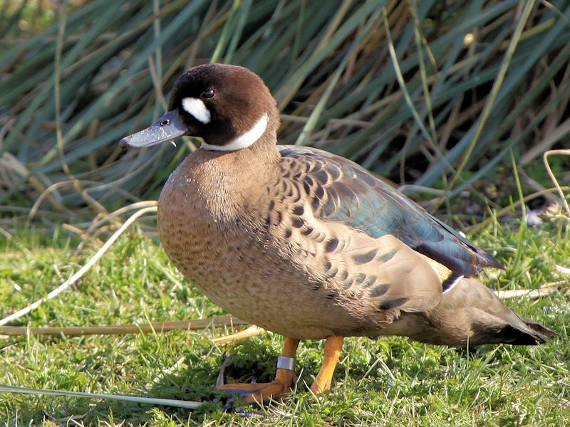 IDENTIFY BRONZE-WINGED DUCK - WWT SLIMBRIDGE