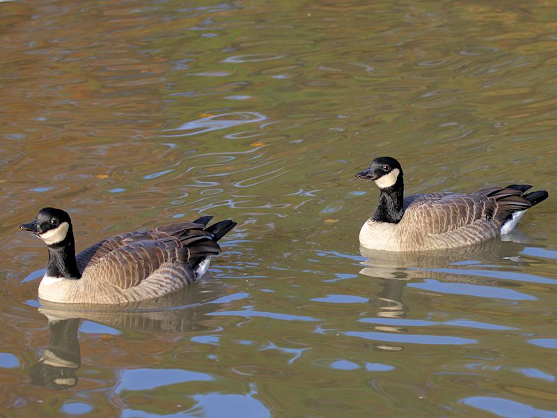 IDENTIFY CANADA GOOSE - WWT SLIMBRIDGE