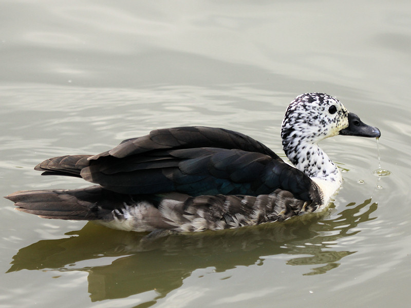 IDENTIFY COMB DUCK - WWT SLIMBRIDGE