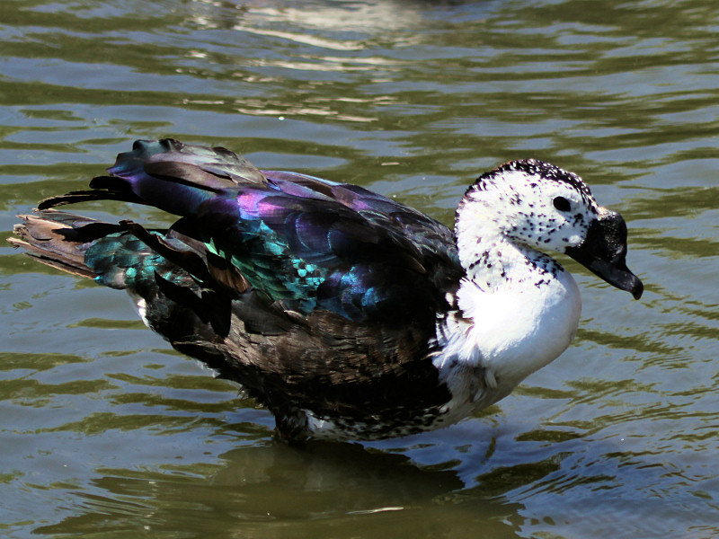 IDENTIFY COMB DUCK - WWT SLIMBRIDGE