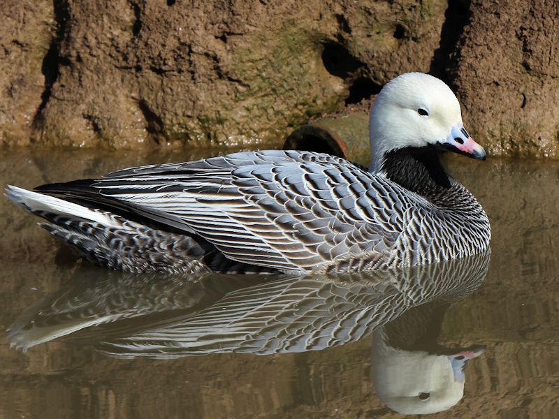 IDENTIFY EMPEROR GOOSE - WWT SLIMBRIDGE