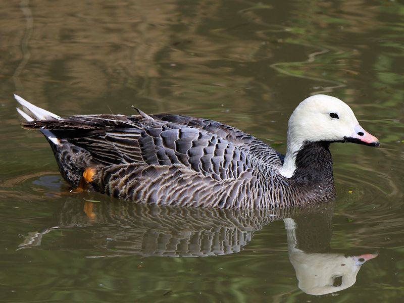 IDENTIFY EMPEROR GOOSE - WWT SLIMBRIDGE