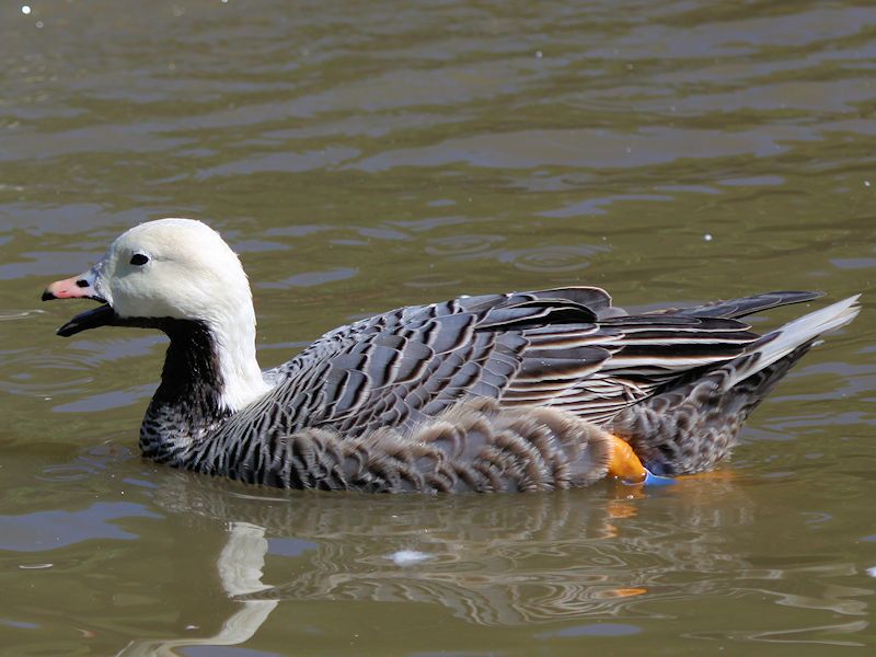 IDENTIFY EMPEROR GOOSE - WWT SLIMBRIDGE
