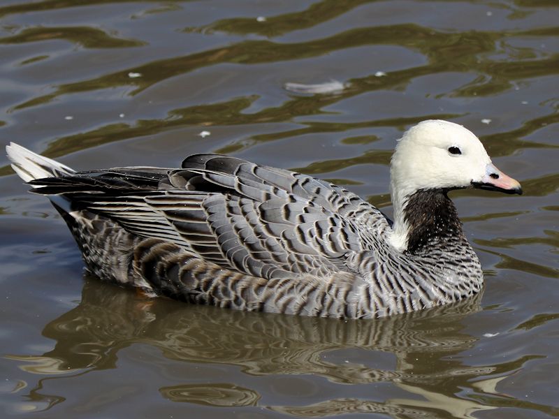 IDENTIFY EMPEROR GOOSE - WWT SLIMBRIDGE