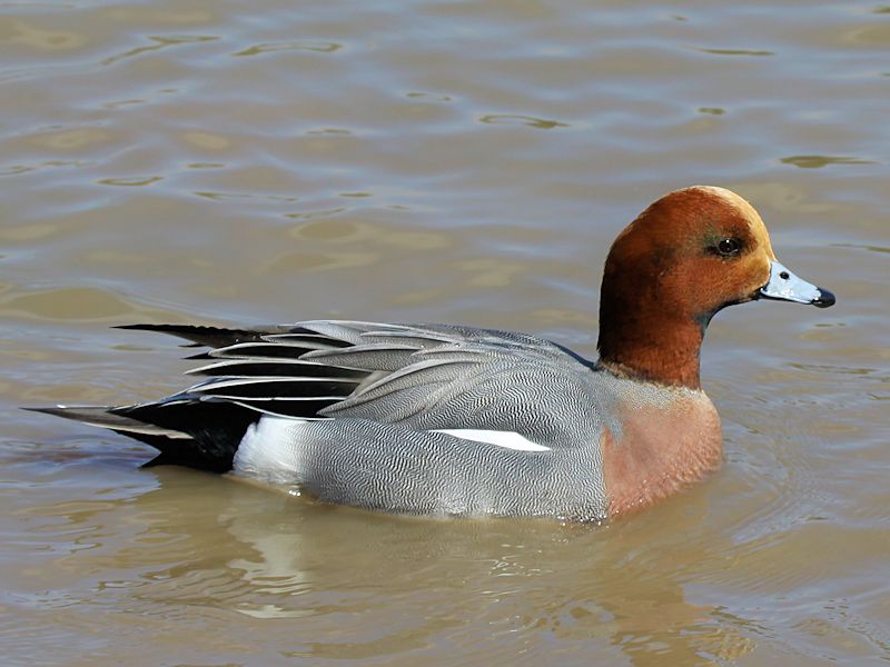 IDENTIFY EURASIAN WIGEON - WWT SLIMBRIDGE
