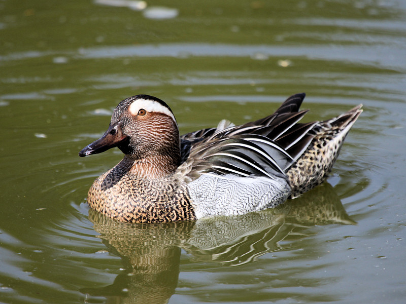 IDENTIFY GARGANEY - WWT SLIMBRIDGE