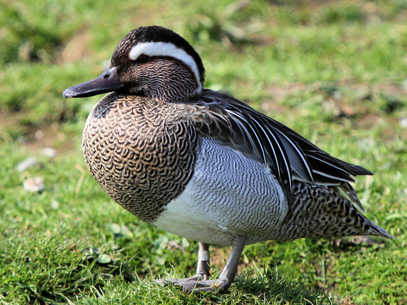 IDENTIFY GARGANEY - WWT SLIMBRIDGE