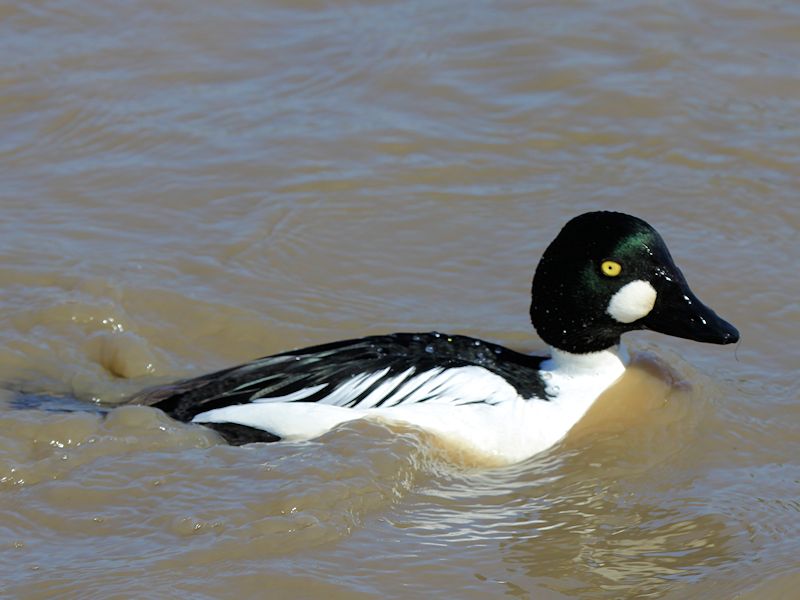 IDENTIFY GOLDENEYE - WWT SLIMBRIDGE