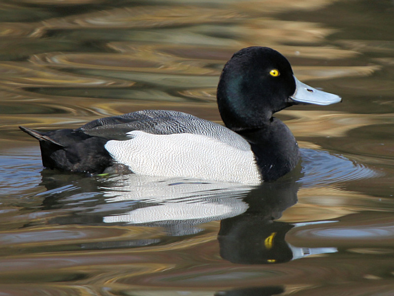 TYPES OF DIVING DUCK SPECIES - WWT SLIMBRIDGE
