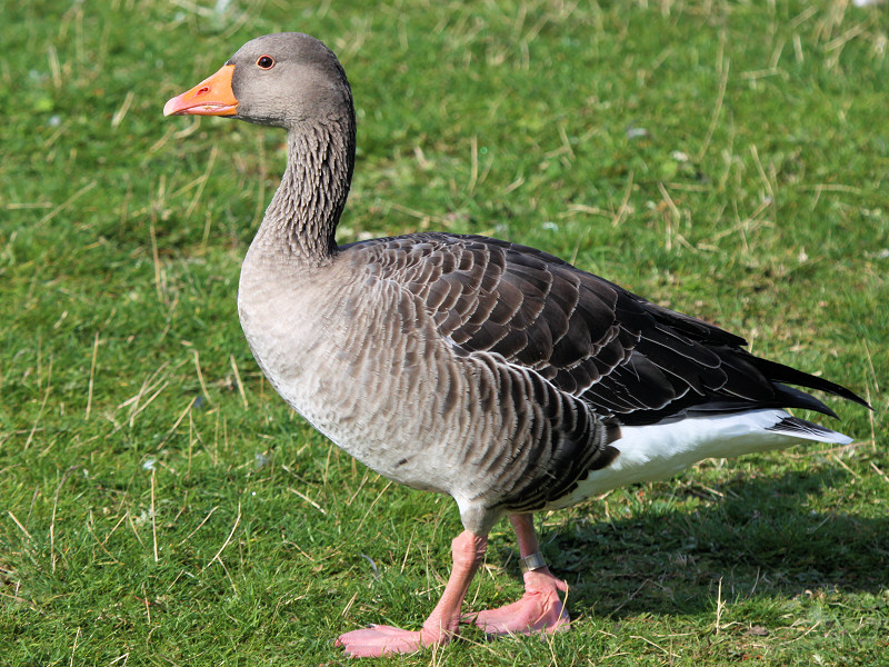 IDENTIFY GREYLAG GOOSE - WWT SLIMBRIDGE
