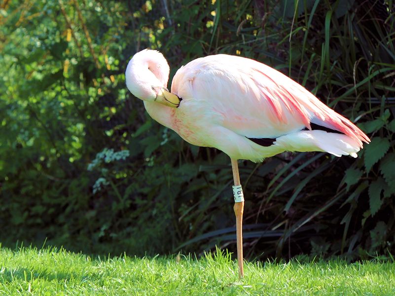 IDENTIFY JAMES'S FLAMINGO - WWT SLIMBRIDGE