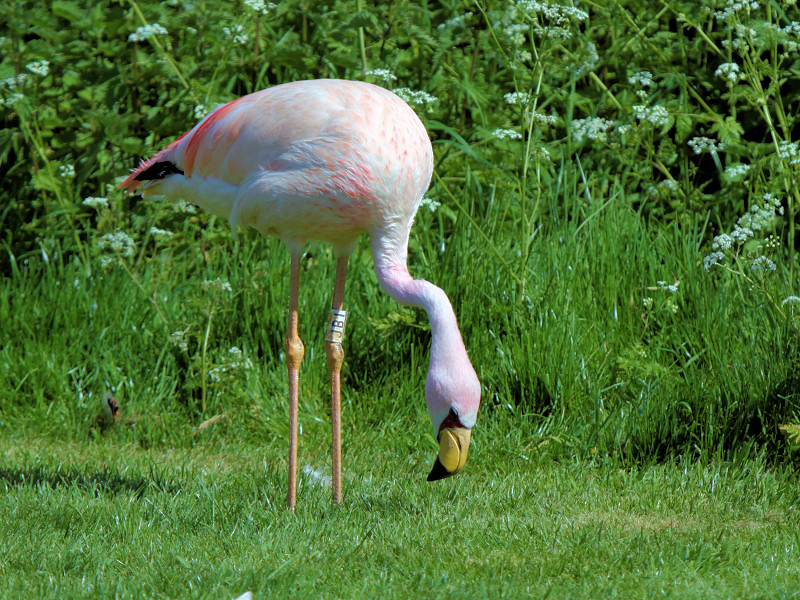 IDENTIFY JAMES'S FLAMINGO - WWT SLIMBRIDGE