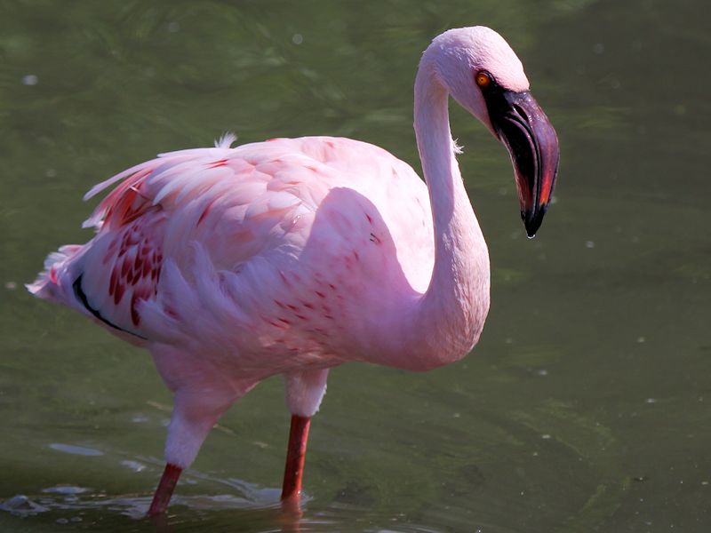 IDENTIFY LESSER FLAMINGO - WWT SLIMBRIDGE