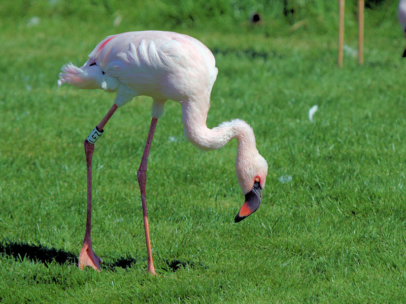 IDENTIFY LESSER FLAMINGO - WWT SLIMBRIDGE